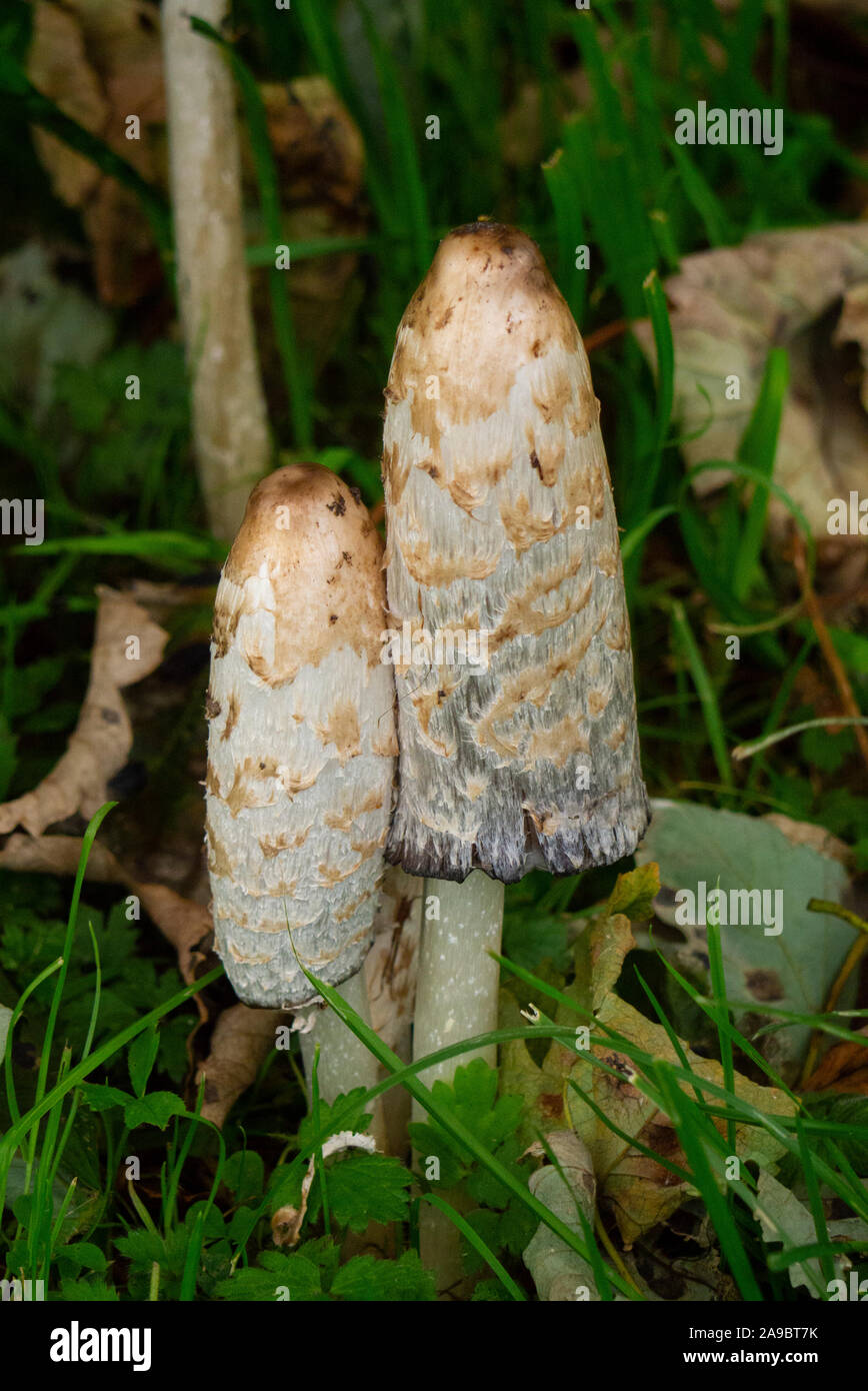 Autumn fungi Sutherland Scotland UK Stock Photo - Alamy