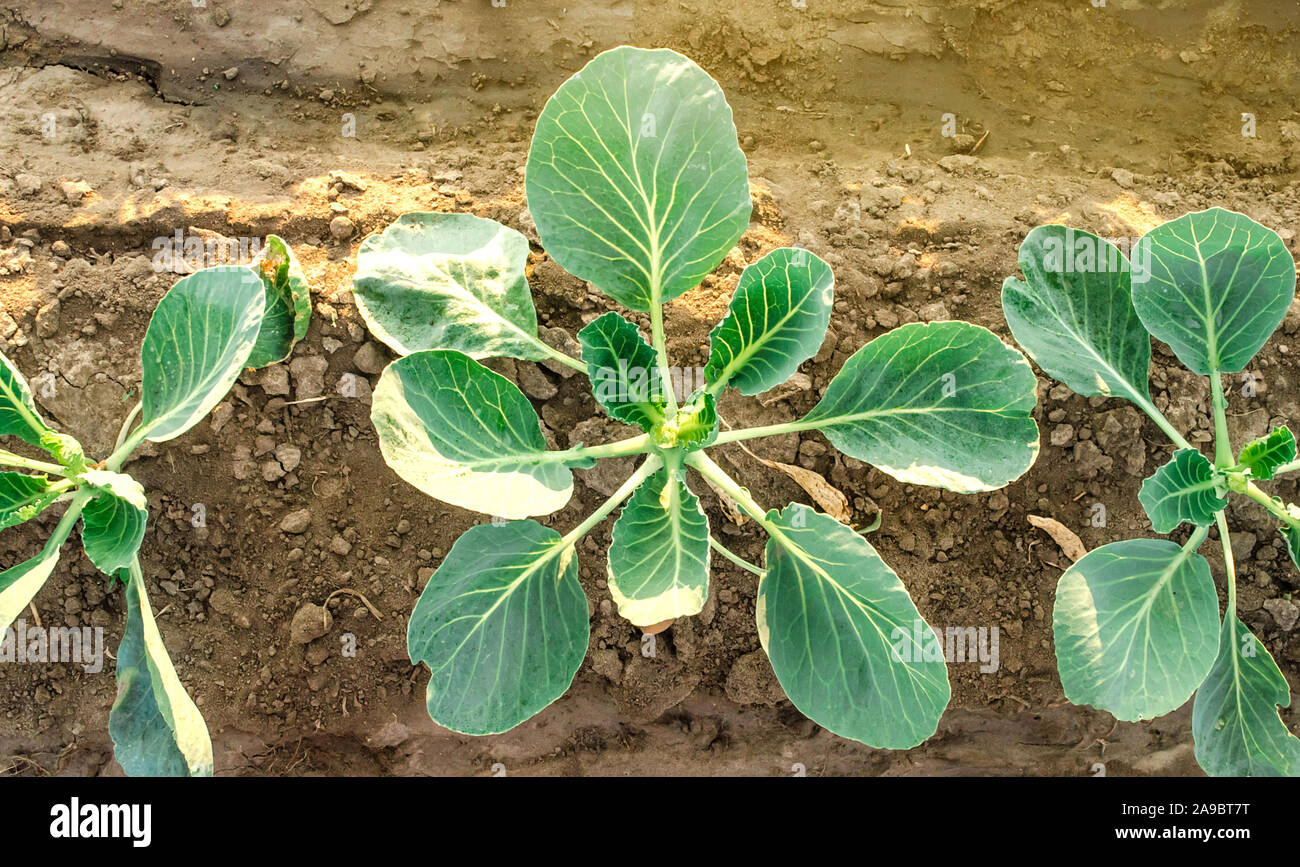 Plantation of young cabbage on a farm on a sunny day. Growing organic ...