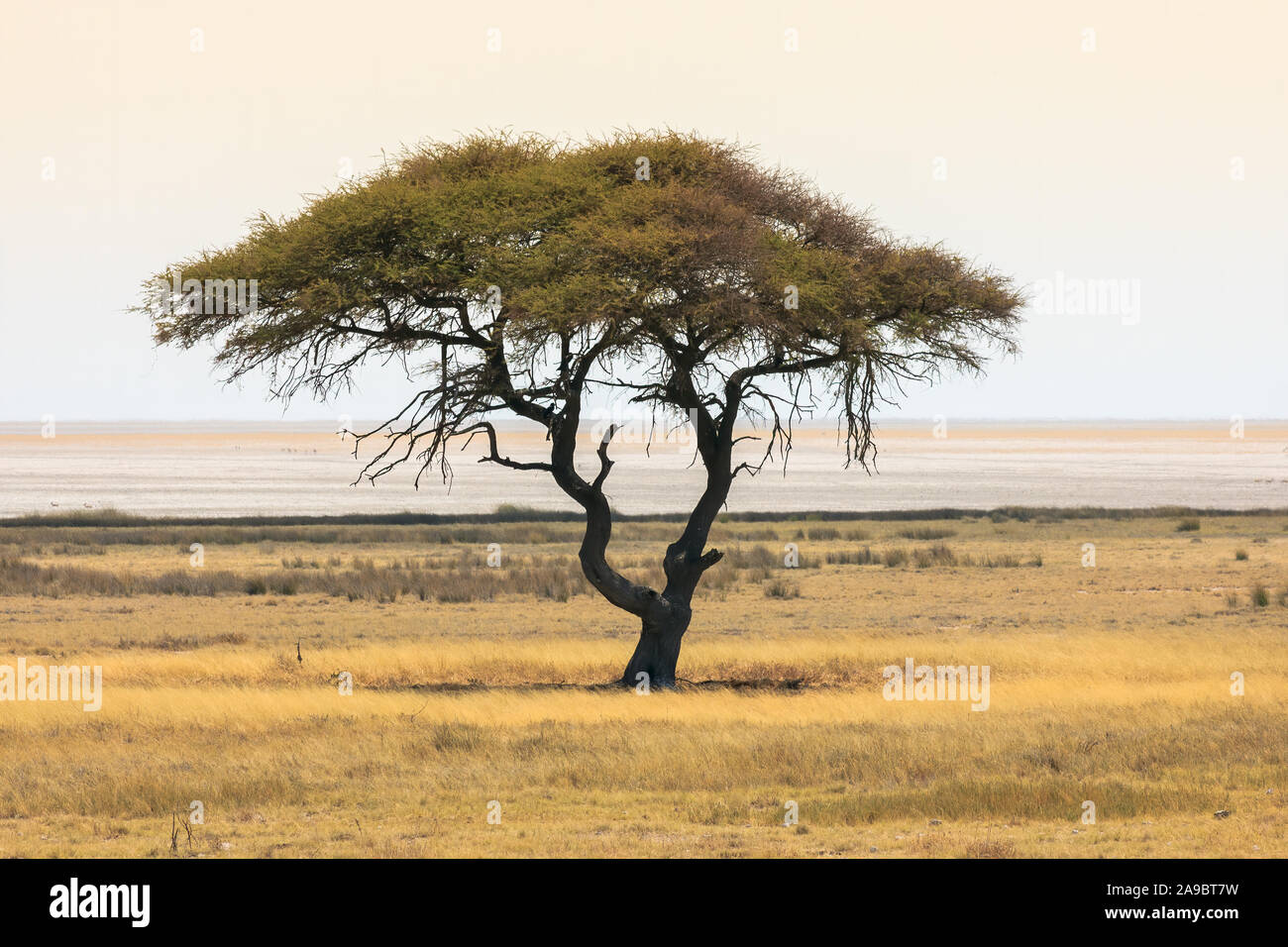 Namibias landscape hi-res stock photography and images - Alamy