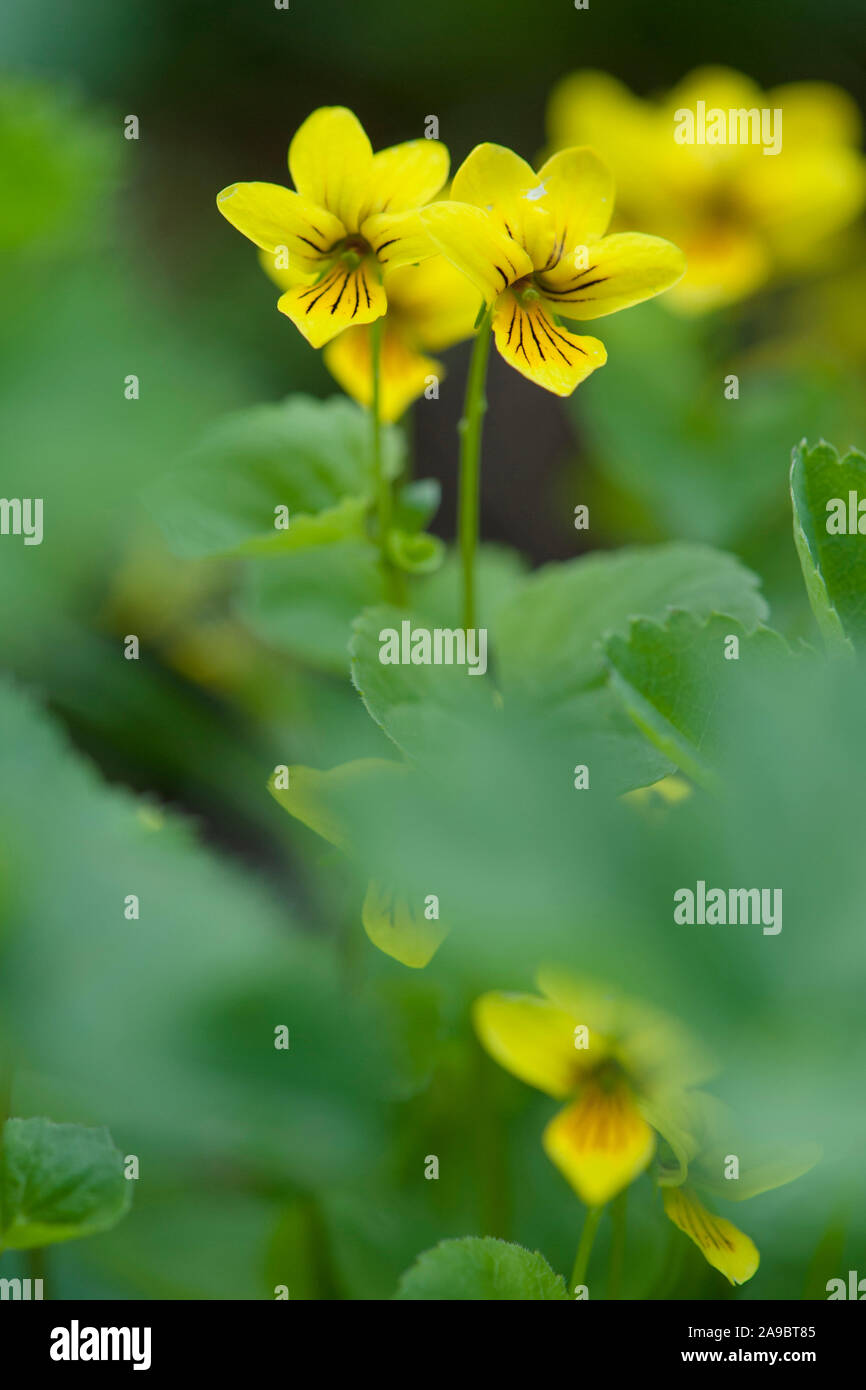 Zweibluetiges hi-res stock photography and images - Alamy