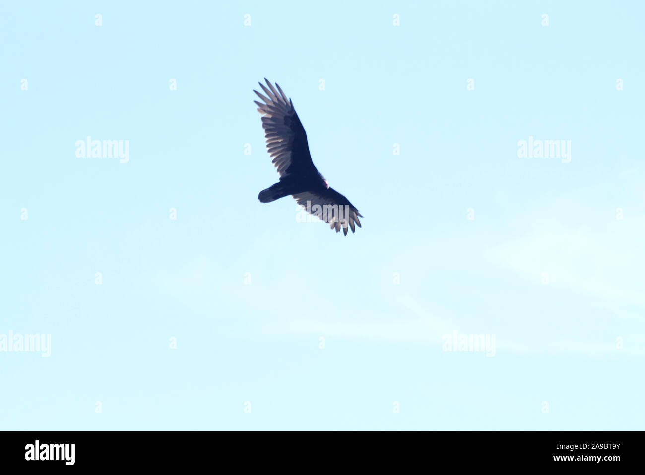 Turkey vulture in flight Stock Photo - Alamy