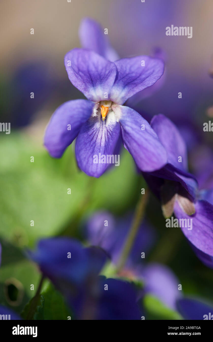 Viola odorata,Wohlriechendes Veilchen,Sweet Violet Stock Photo - Alamy