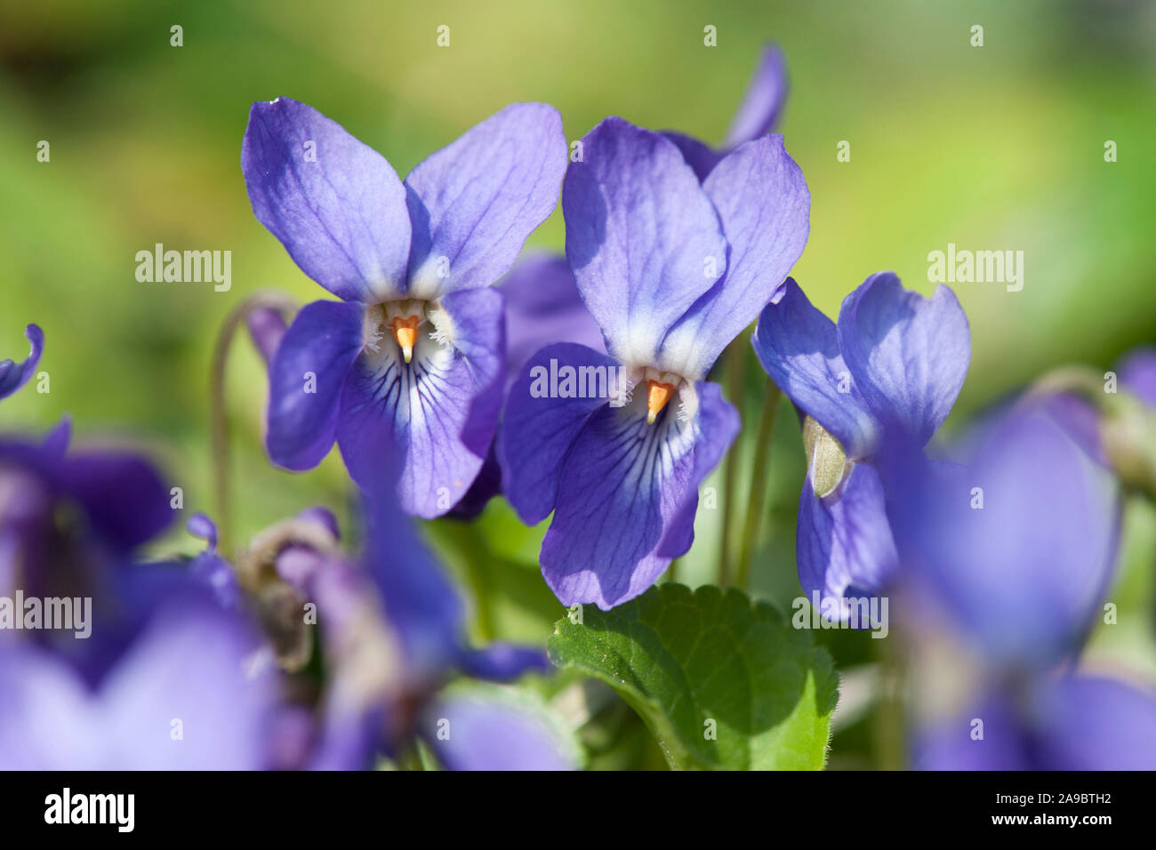 Viola odorata,Wohlriechendes Veilchen,Sweet Violet Stock Photo - Alamy