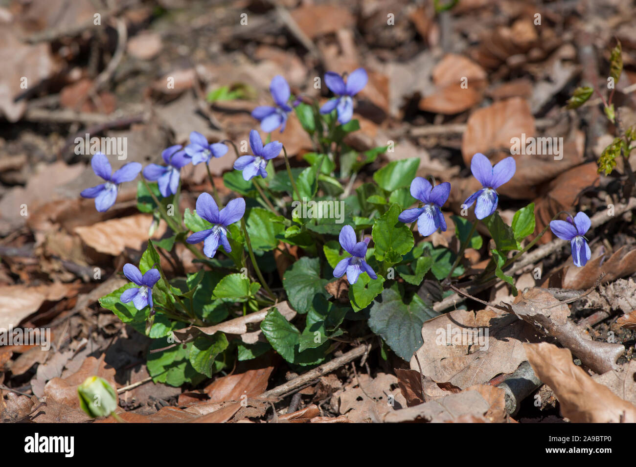 Wald veilchen hi-res stock photography and images - Alamy