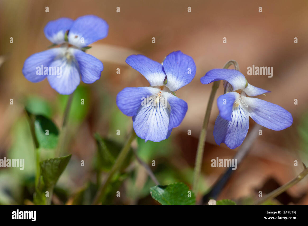 Viola riviniana,Hain-Veilchen,Common Dog-violet,Wood violet Stock Photo ...
