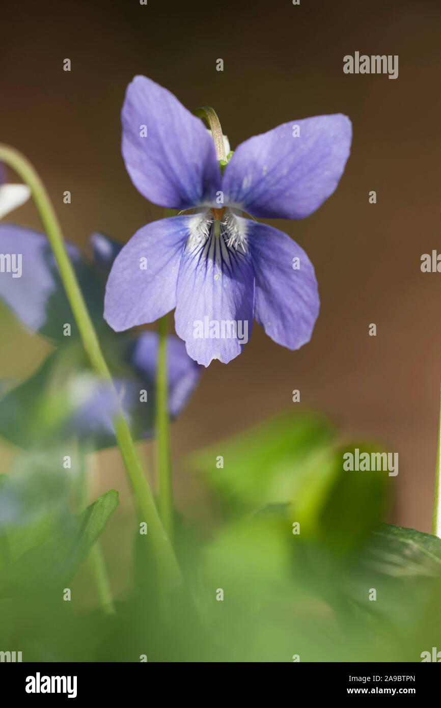 Viola riviniana,Hain-Veilchen,Common Dog-violet,Wood violet Stock Photo ...