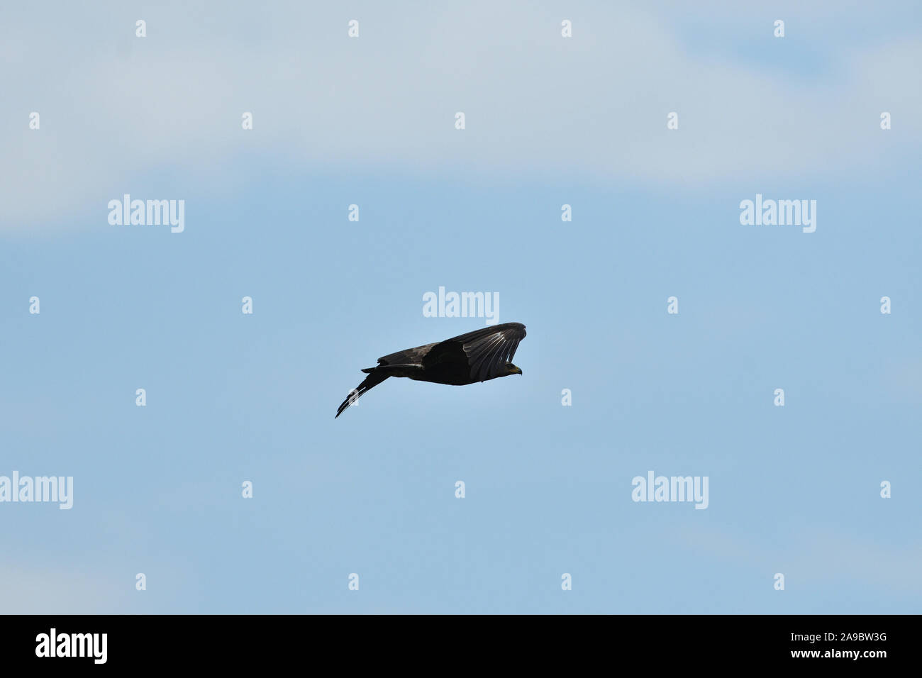 Common buzzard flying in the sky over the meadow Stock Photo - Alamy