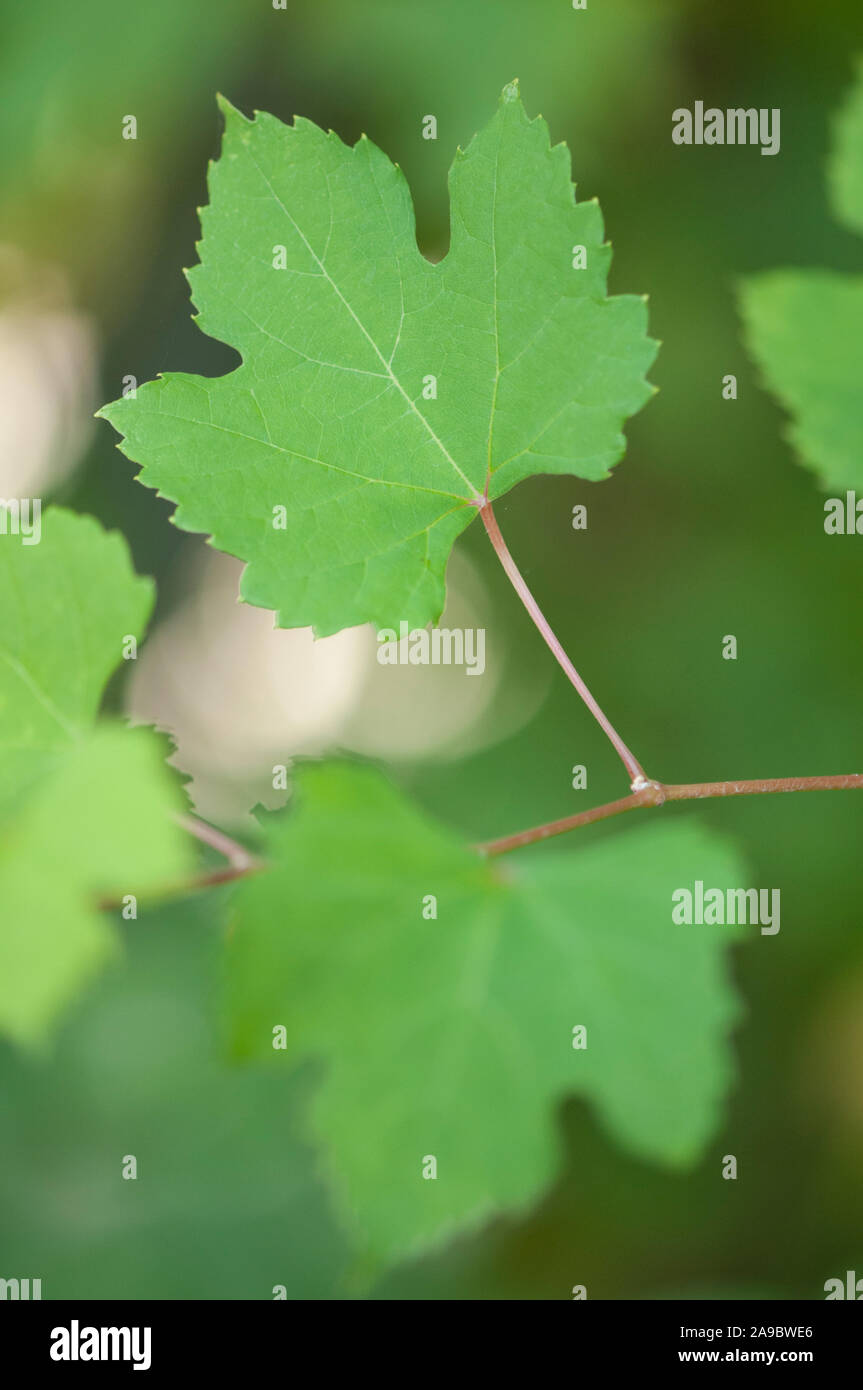 Vitis vinifera,Weinrebe,Common grape vine Stock Photo - Alamy