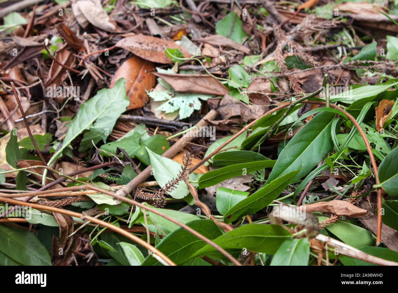 Gardening compost heap close up Stock Photo - Alamy