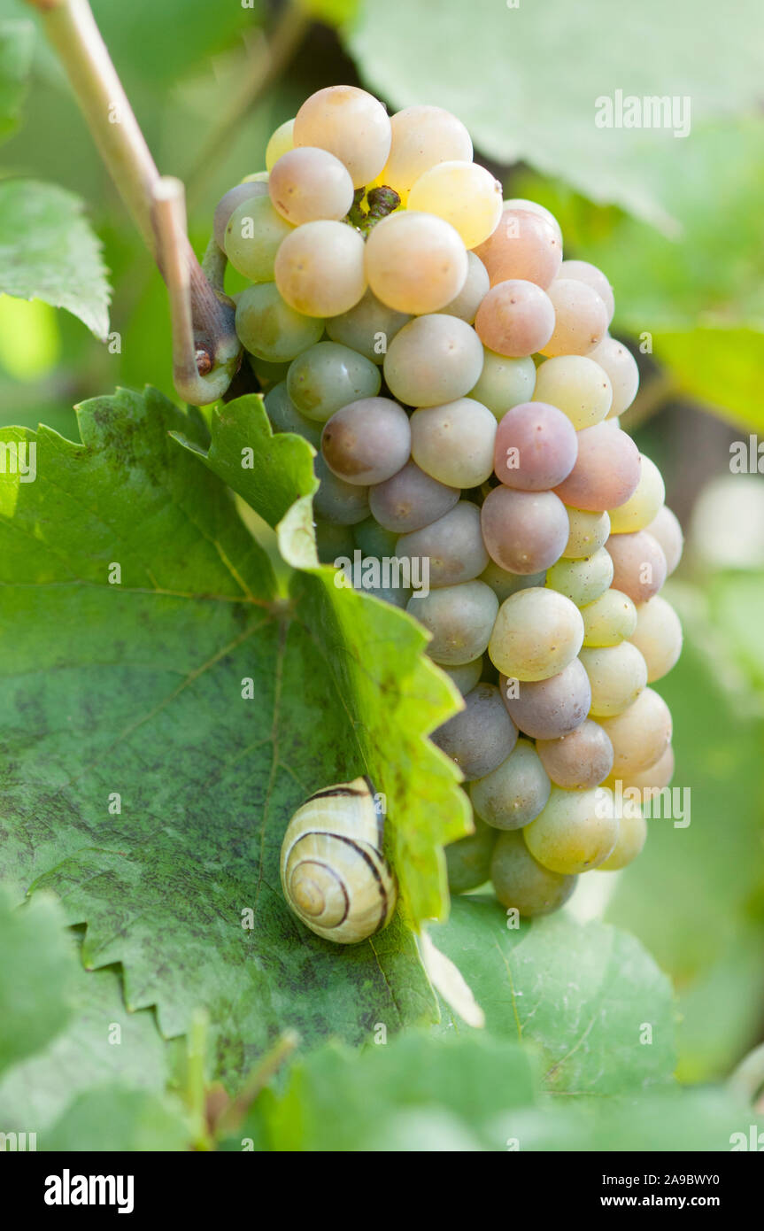 Vitis vinifera,Weinrebe,Common grape vine Stock Photo - Alamy