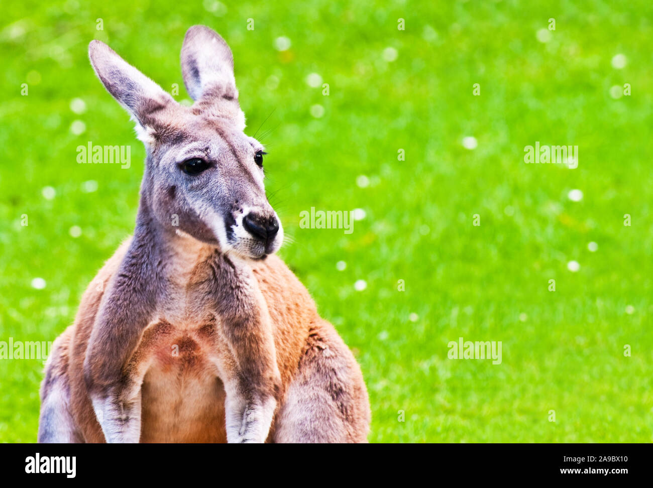 Kangaroo close up Stock Photo - Alamy