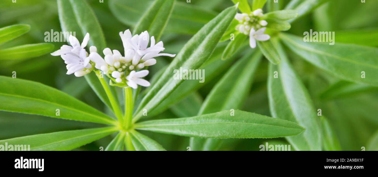 Woodruff blooms hi-res stock photography and images - Alamy