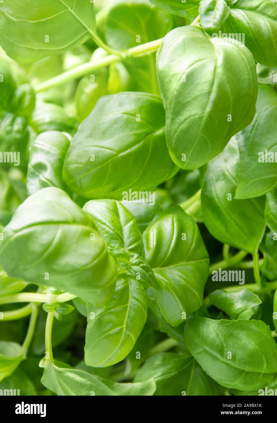 Fresh Basil Leaves Stock Photo - Alamy