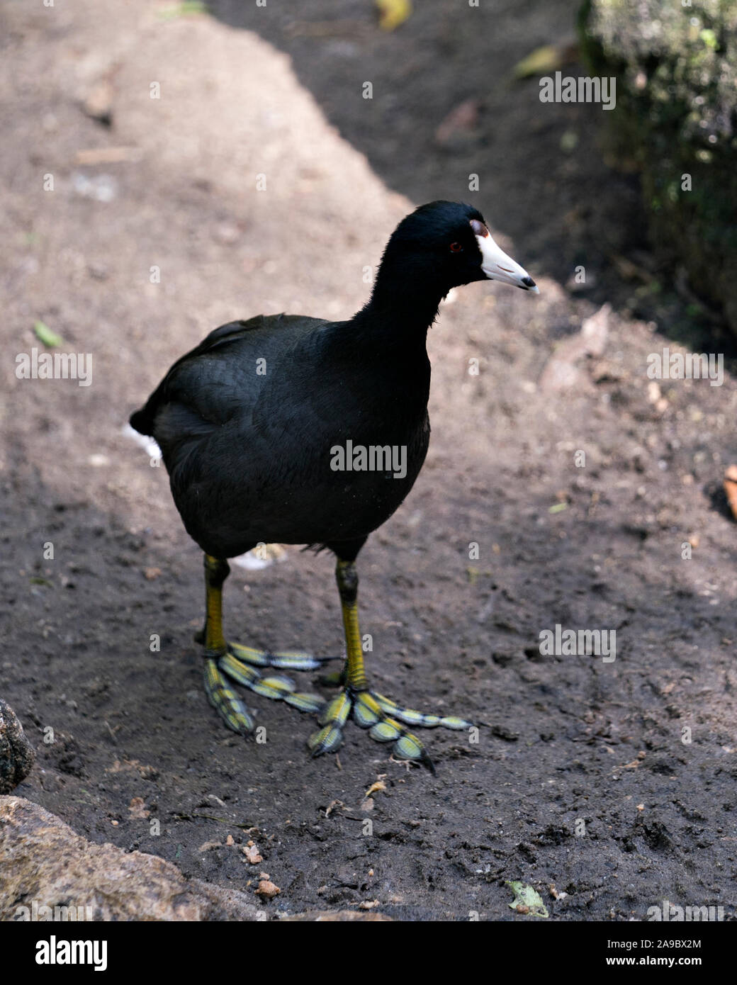 Black Scoter or American Scoter bird close up by the water, walking on ...