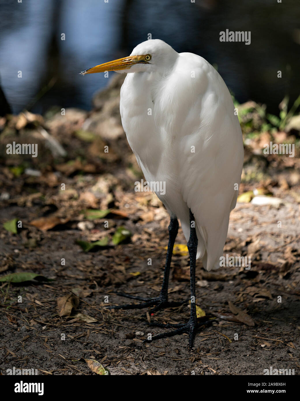 Great White Egret bird standing by the water exposing its body, head ...