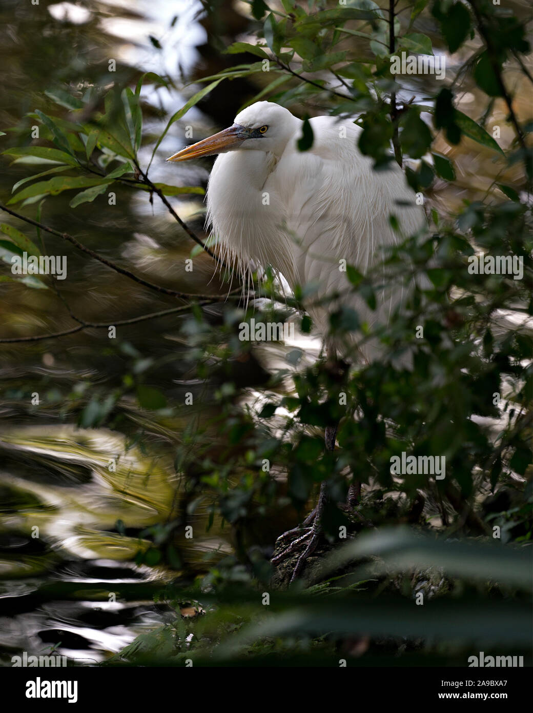 Long neck beak hi-res stock photography and images - Alamy