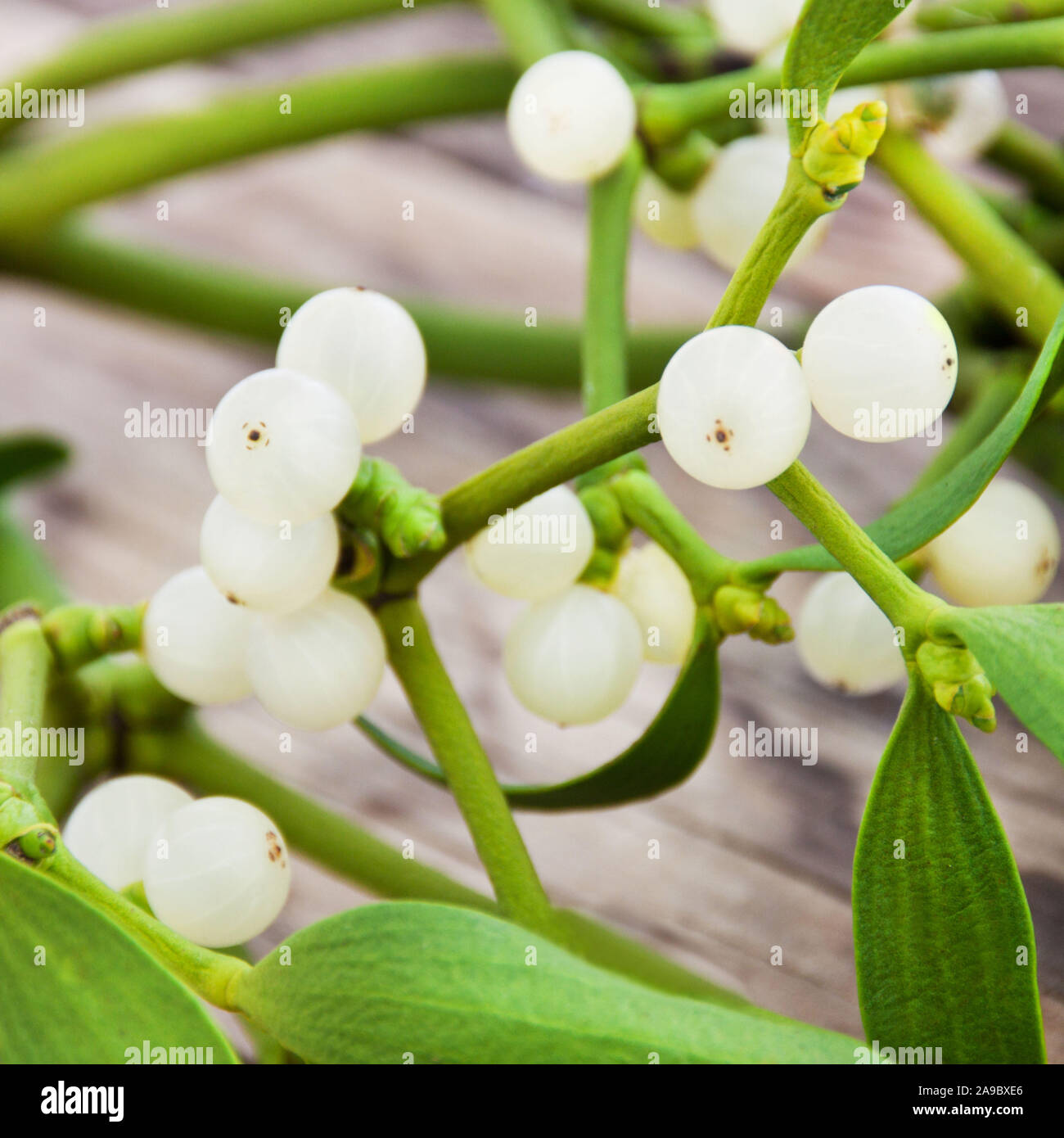 Mistletoe Therapy High Resolution Stock Photography and Images - Alamy