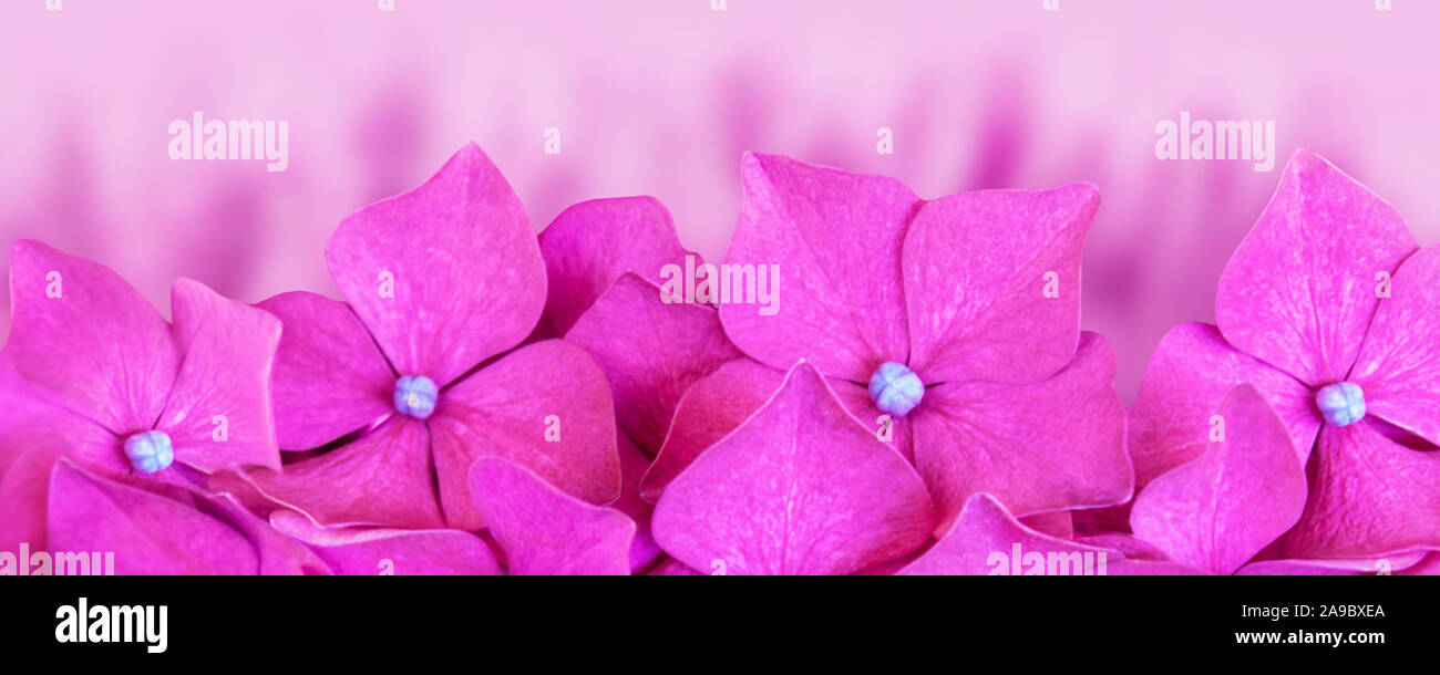 Wellness background with flowers Stock Photo - Alamy