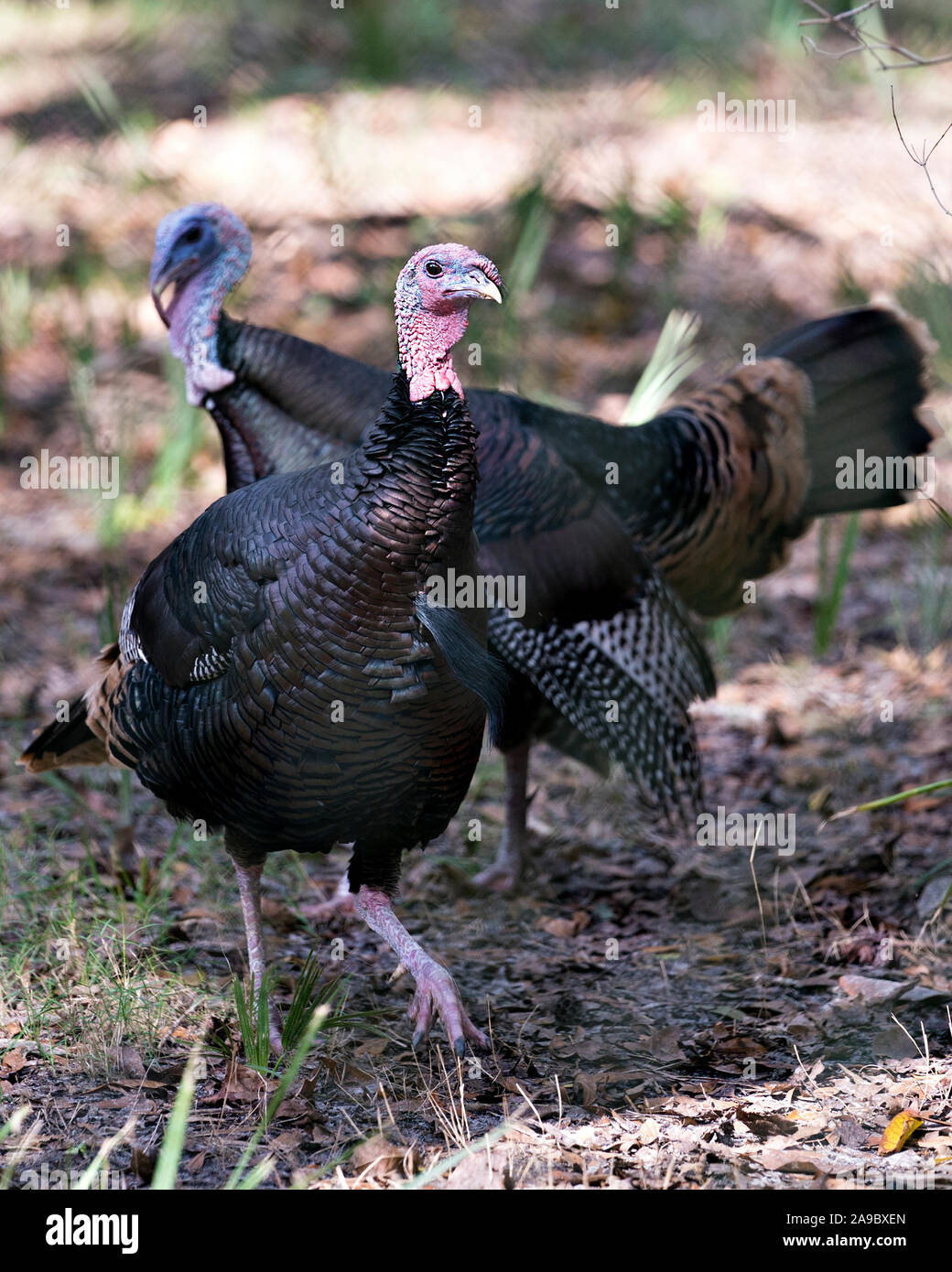 Two photos in one image hi-res stock photography and images - Alamy