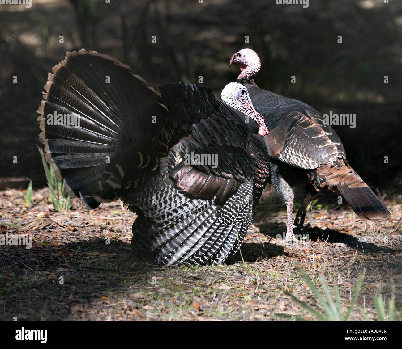 Turkey tail fan hi-res stock photography and images - Alamy