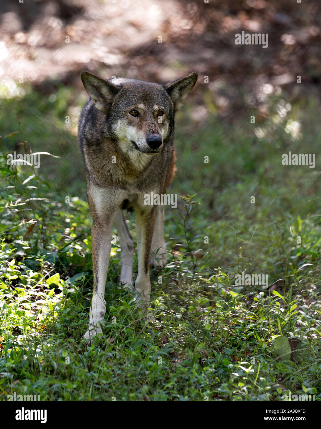 Wolf (Red Wolf) walking in the field with a close up viewing of its ...