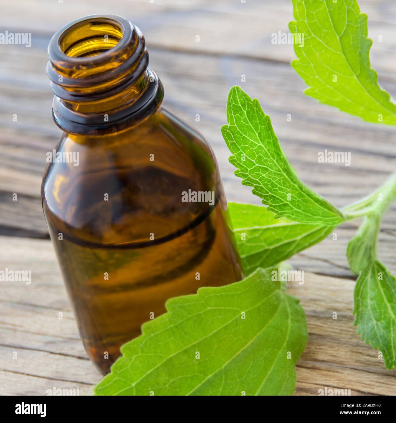 Fresh Stevia Leaves and Liquid Stock Photo - Alamy