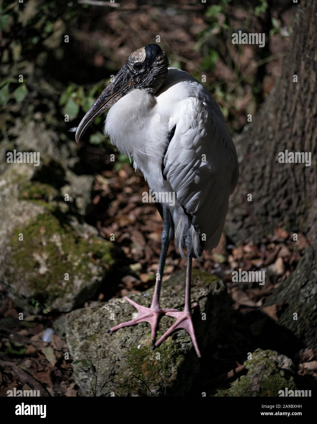 Black bird with long beak hi-res stock photography and images - Alamy