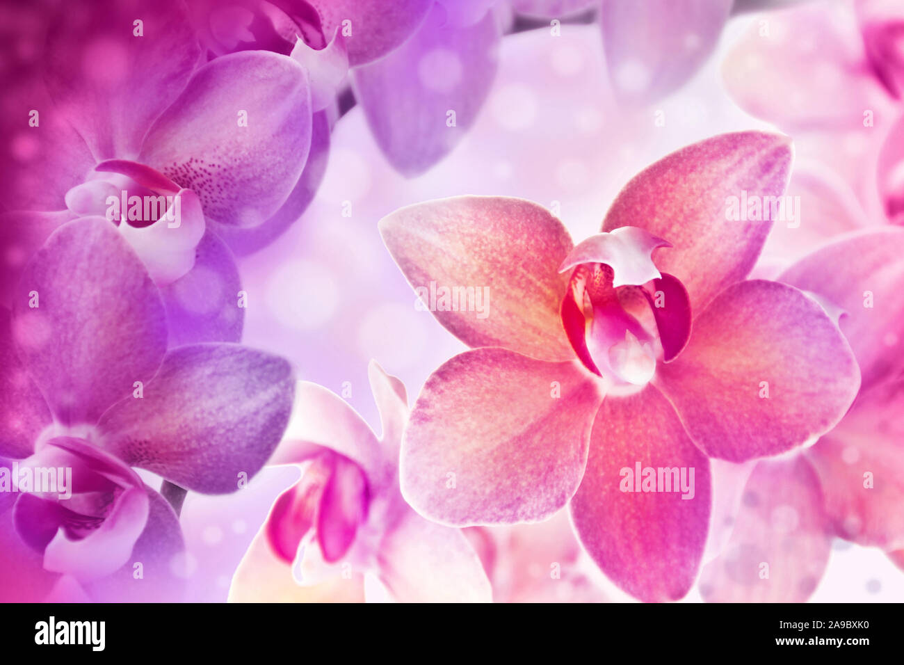 Wellness background with flowers Stock Photo - Alamy