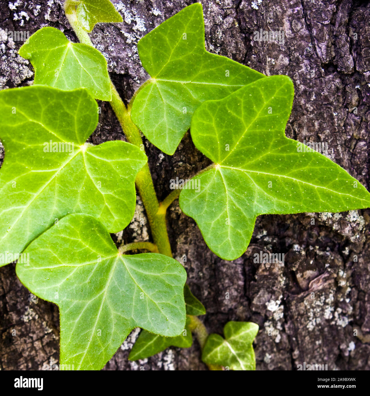 Bark tree ivy close hi-res stock photography and images - Alamy