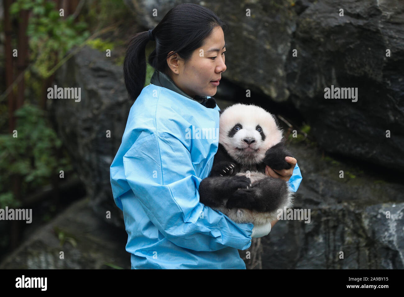 Brugelette, Belgium. 14th Nov 2019. A zookeeper holds the panda "Bao Di ...