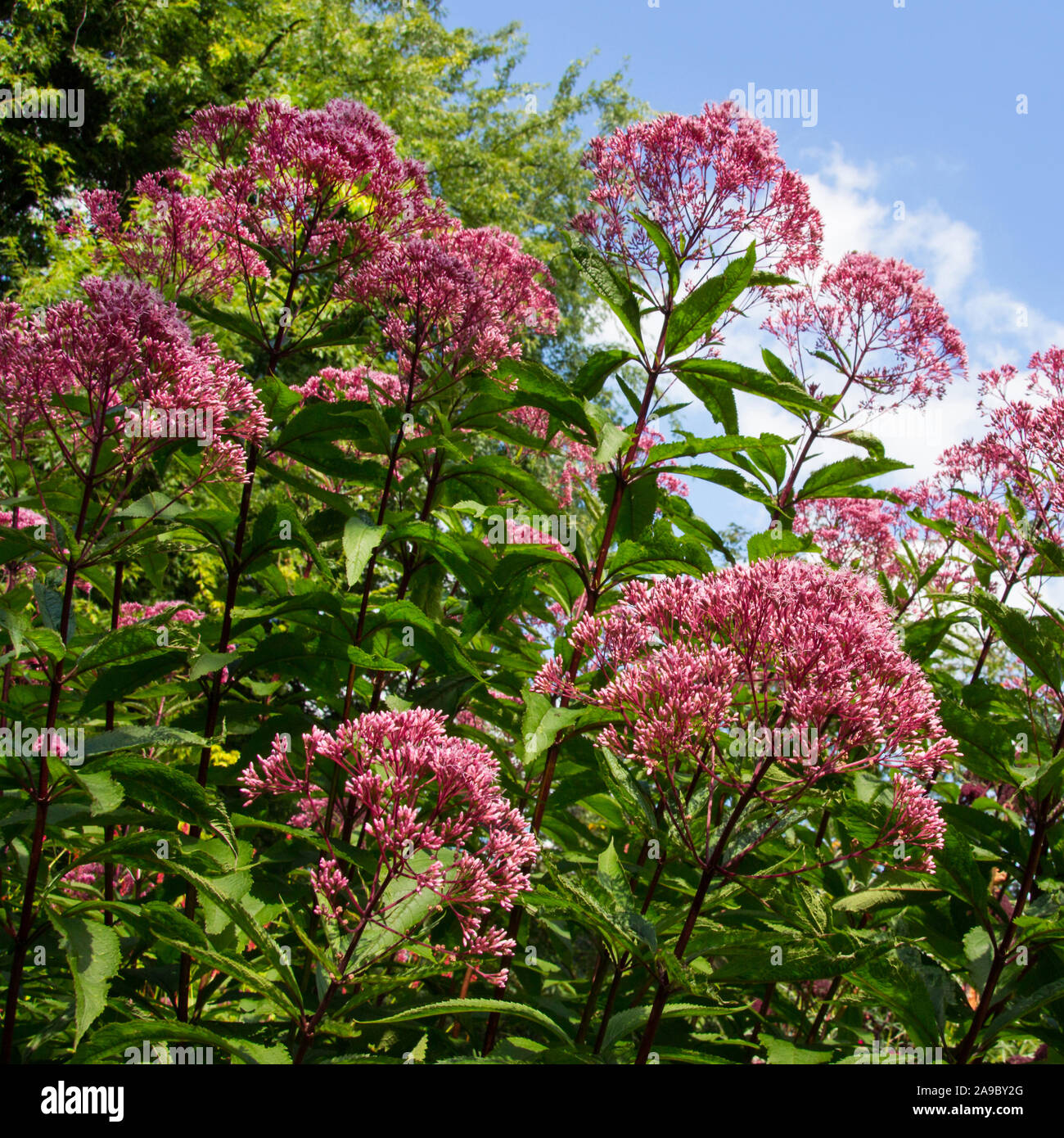 Boneset agremony hi-res stock photography and images - Alamy