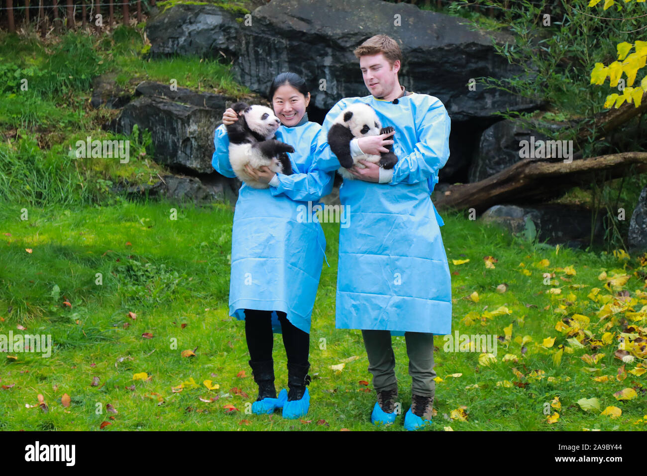 Brugelette, Belgium. 14th Nov 2019. Zookeepers hold the panda twins ...