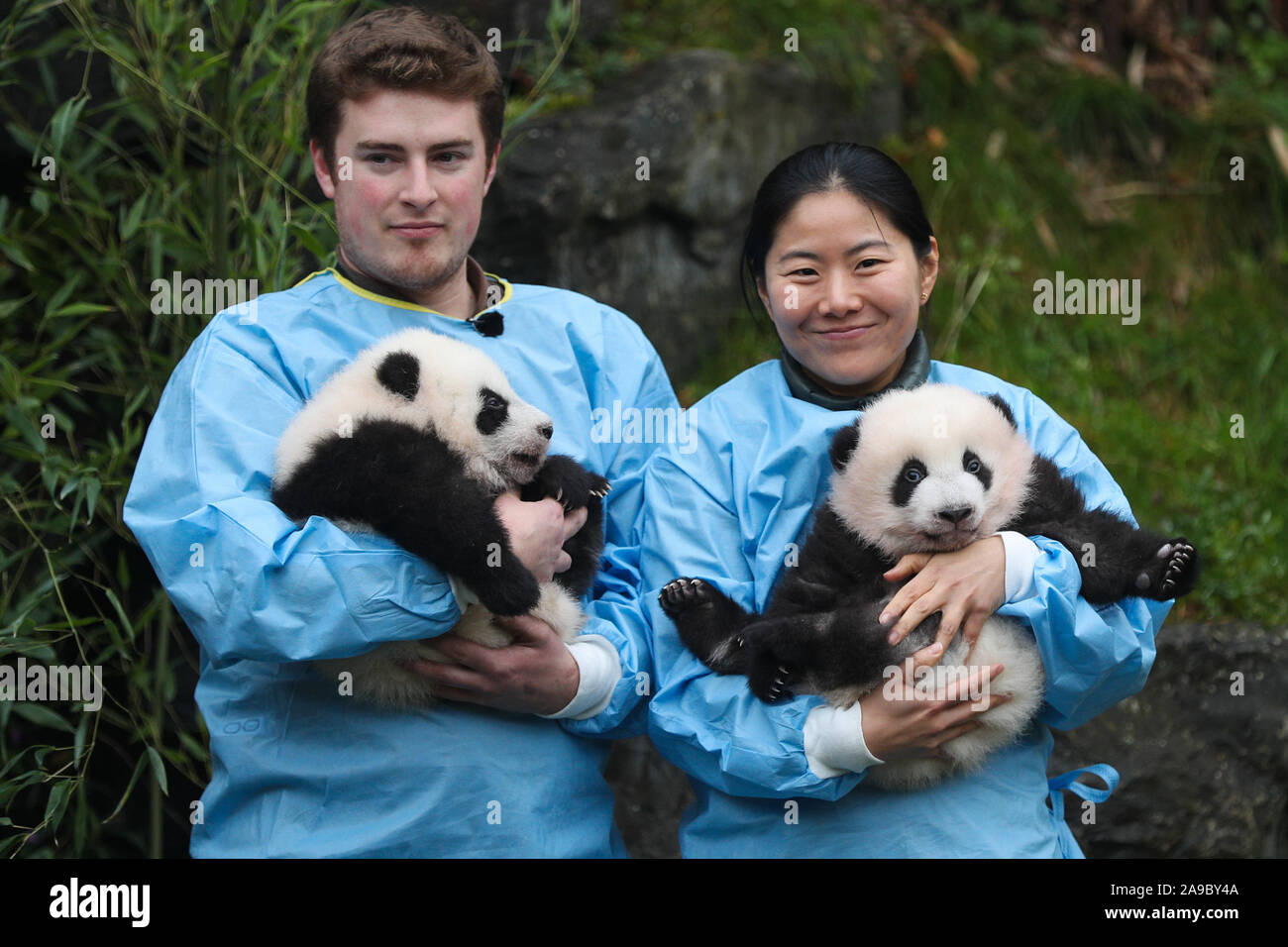 Brugelette, Belgium. 14th Nov 2019. Zookeepers hold the panda twins ...