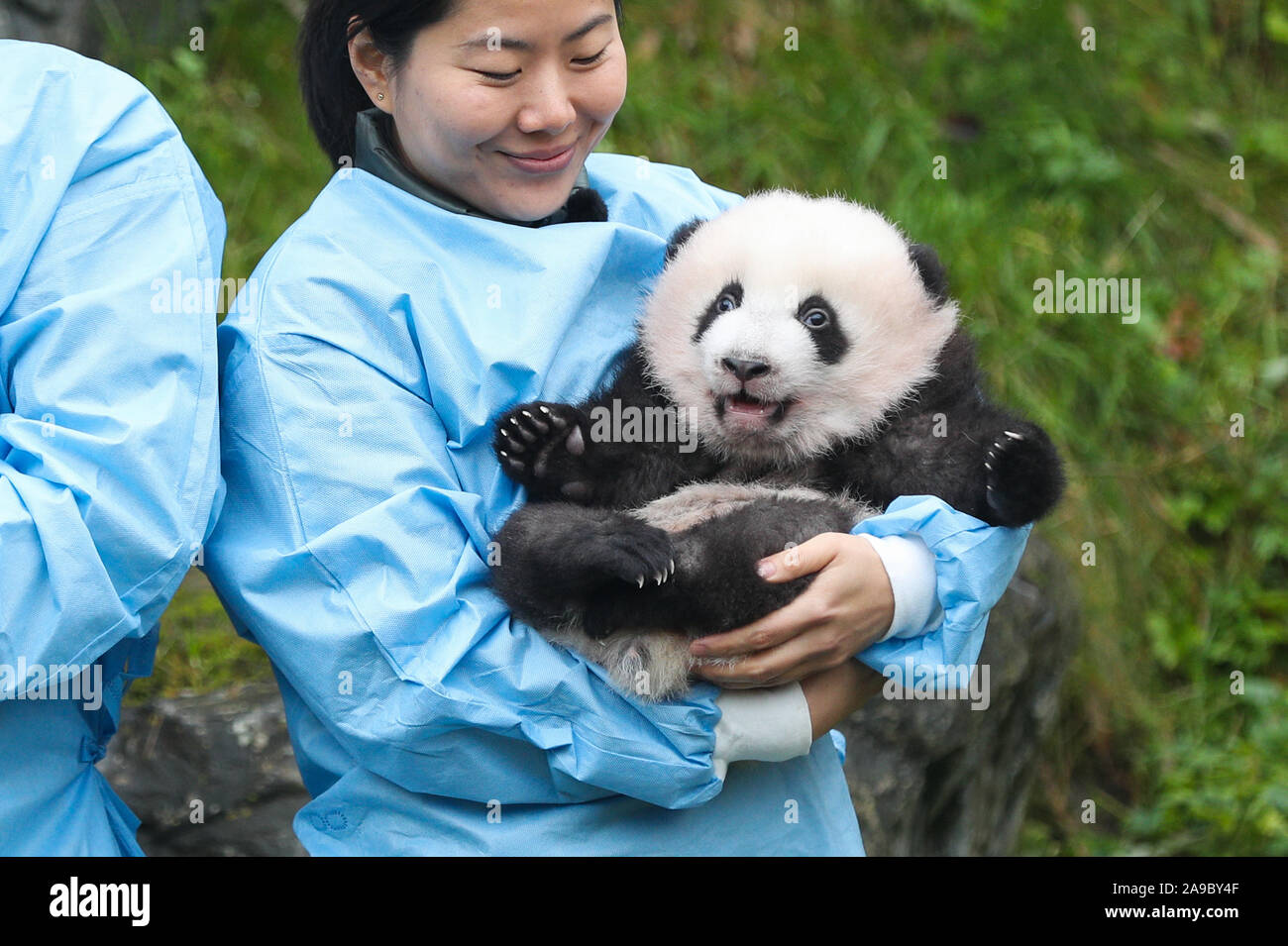Brugelette, Belgium. 14th Nov 2019. A zookeeper holds the panda "Bao Di ...