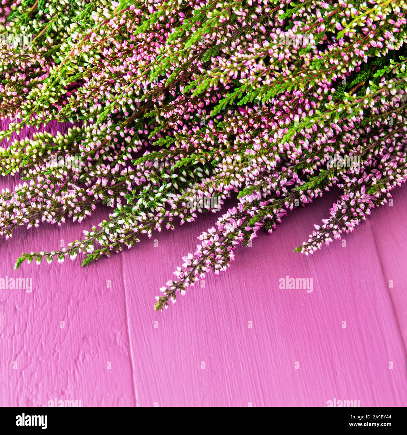 Heather heath country hi-res stock photography and images - Alamy