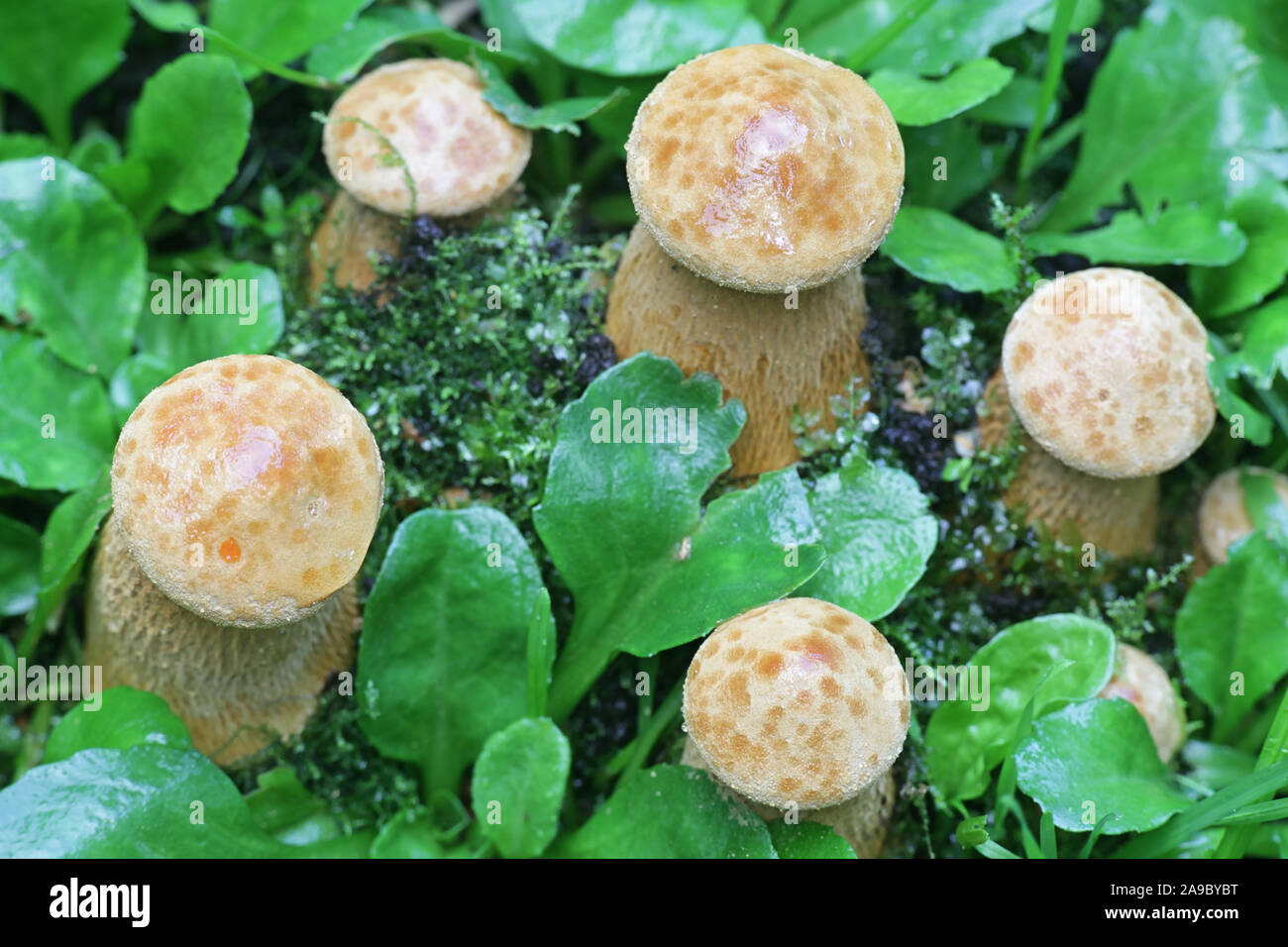 Phaeolepiota aurea, known as golden bootleg or golden cap, wild ...
