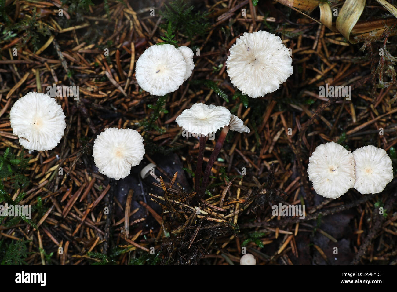 Gymnopus perforans, known as Stinking Parachute, wild mushroom from ...