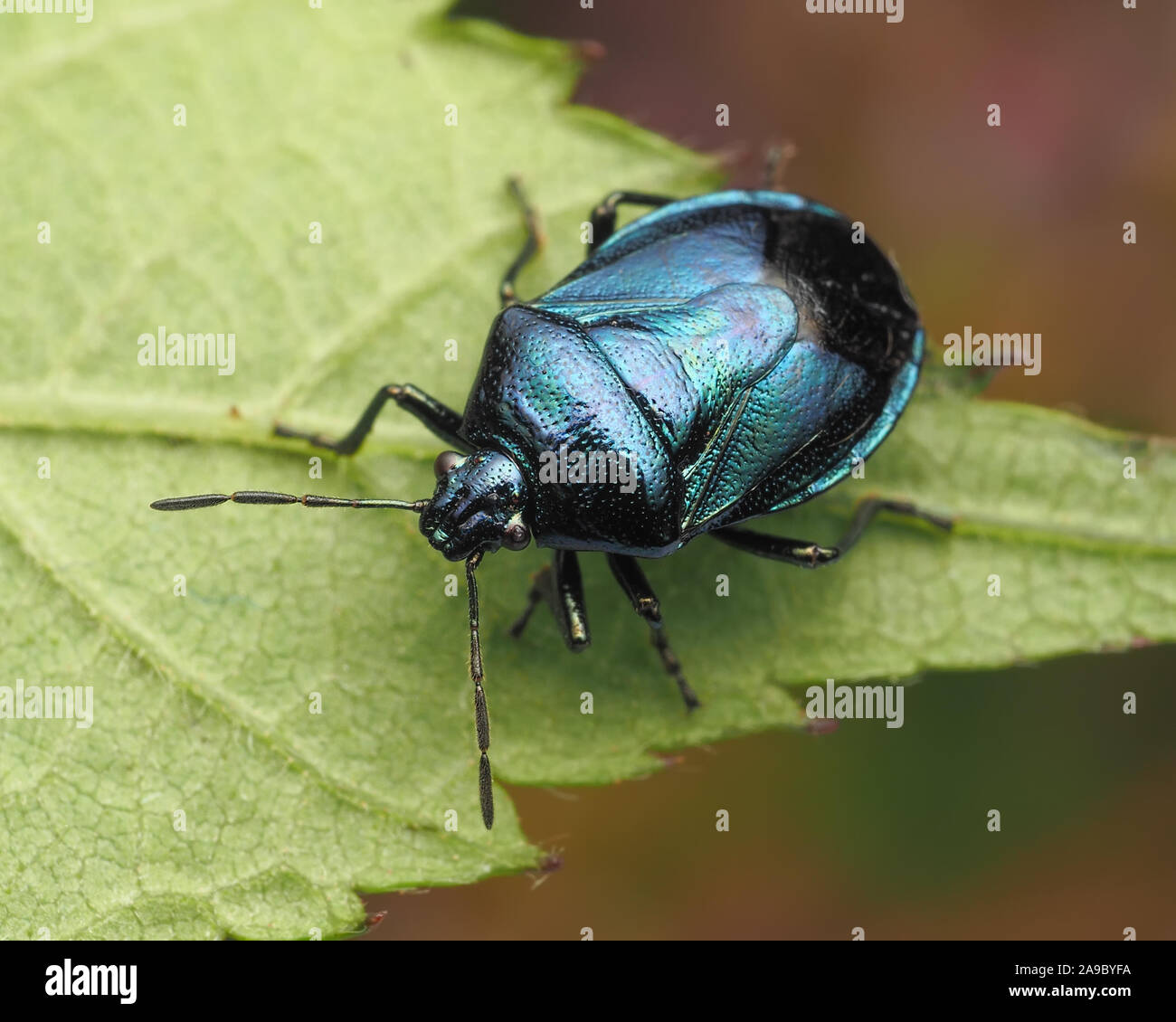 Blue Shieldbug (Zicrona caerulea) on underside of bramble leaf ...