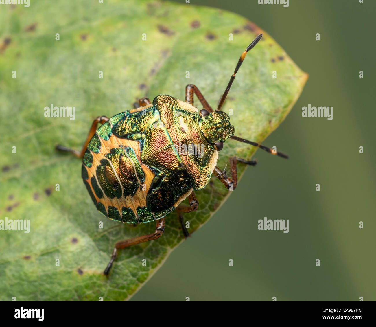 Bronze shieldbug nymph sitting on oak leaf hi-res stock photography and ...