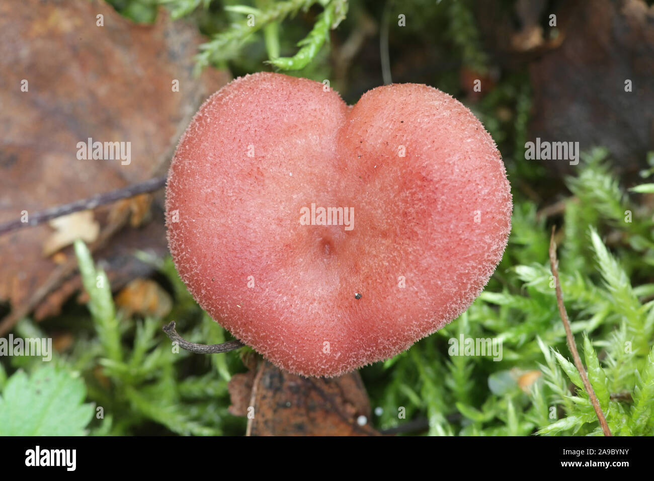 Lactarius spinosulus, known as the Lilascale Milkcap, wild mushrooms ...