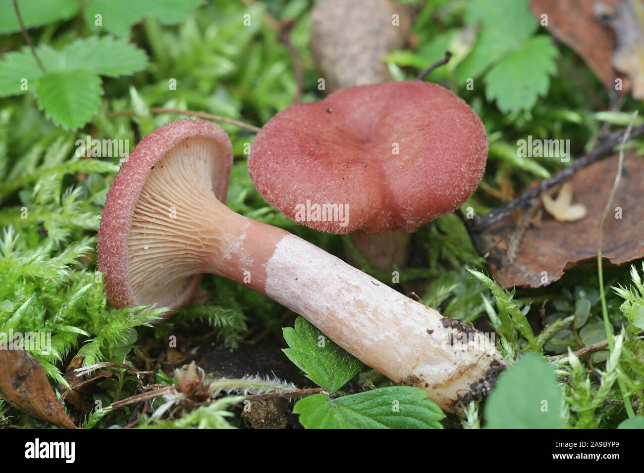 Lactarius spinosulus, known as the Lilascale Milkcap, wild mushrooms ...