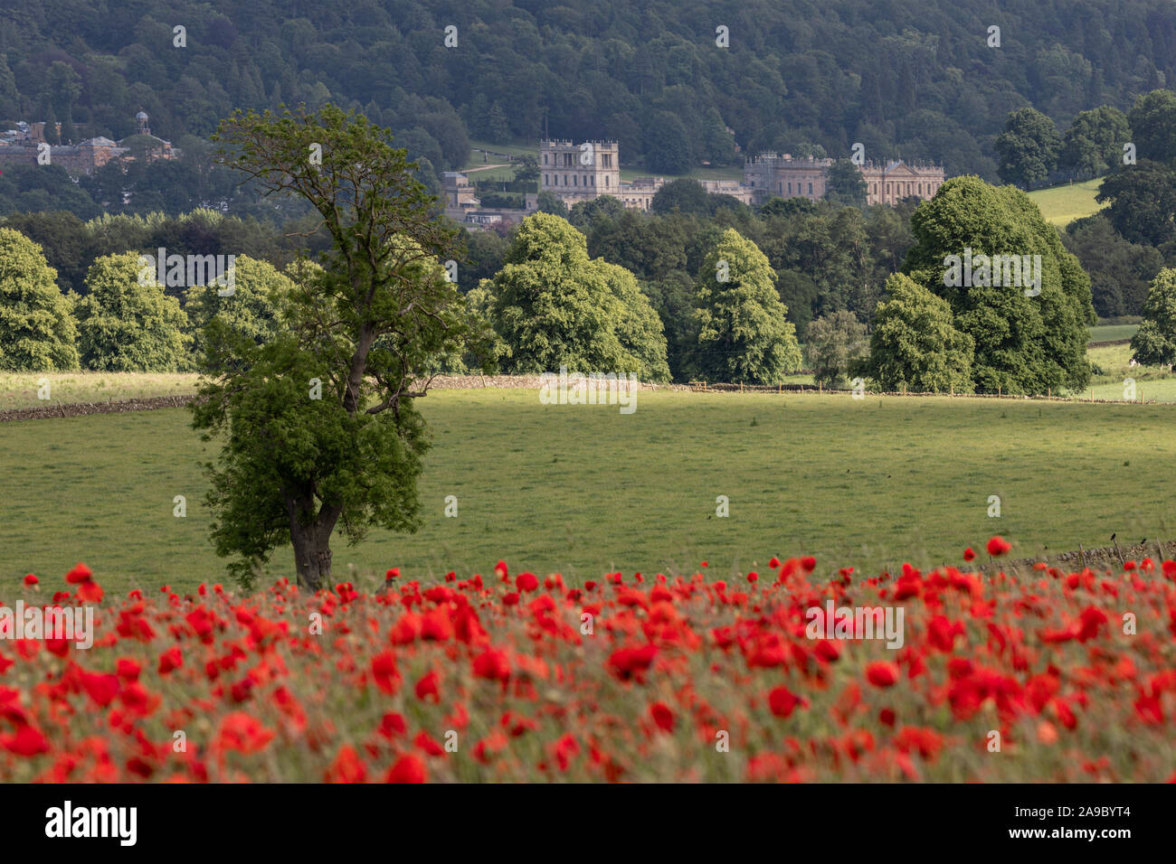 Beautiful red poppies set in the Derbyshire countryside with Chatsworth ...