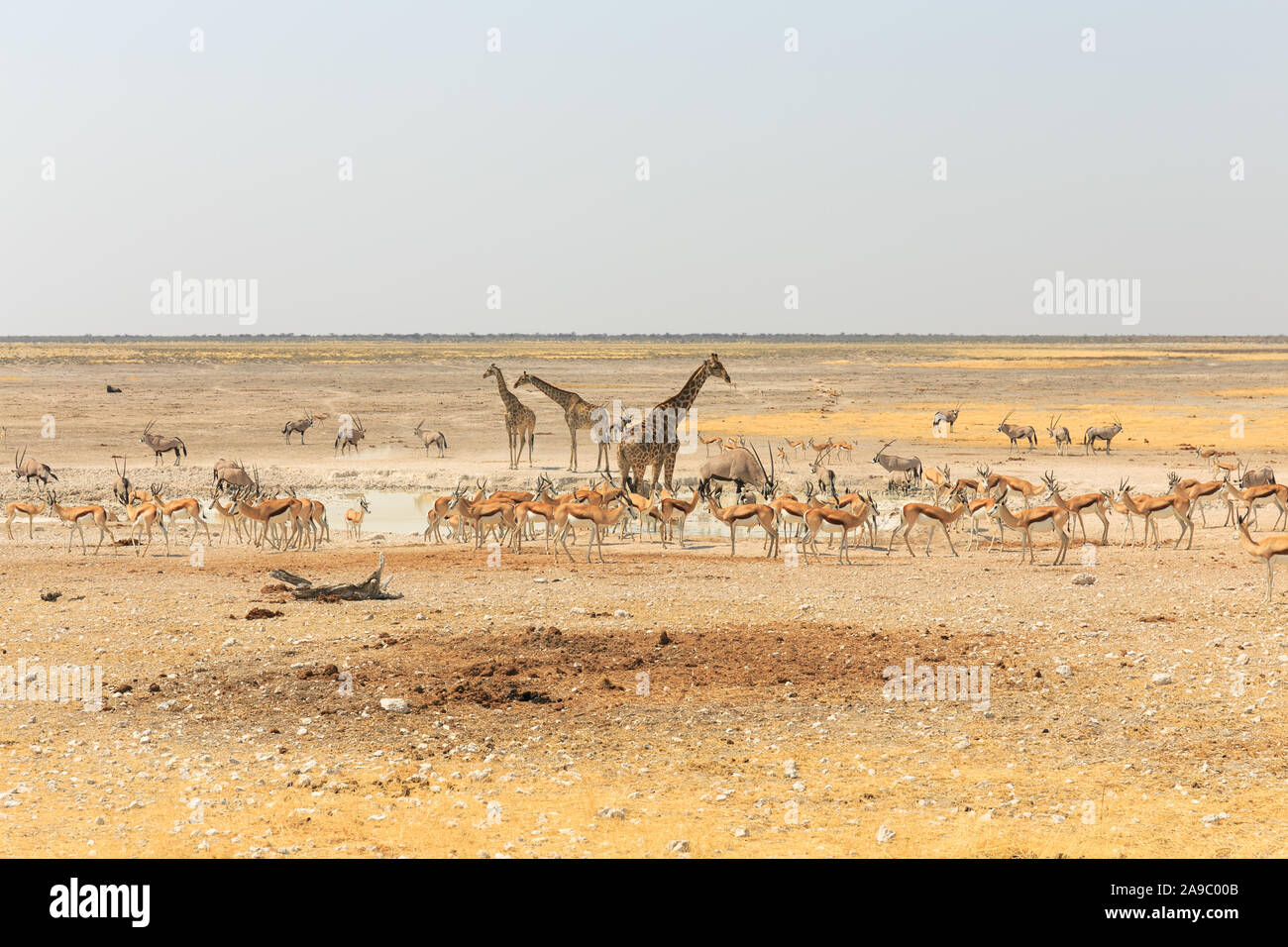 Animals crowded around water hi-res stock photography and images - Alamy