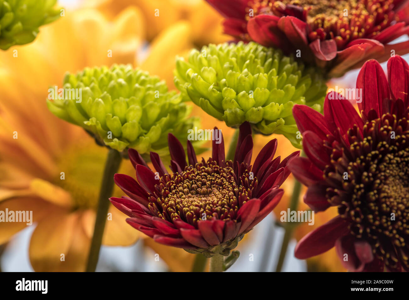 An assortment of different colored mum flowers from a small bouquet ...