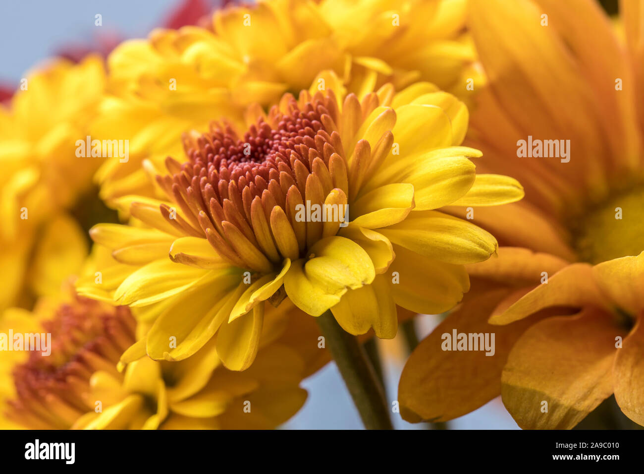 A close up studio photo of yellow mum flowers from a small bouquet ...