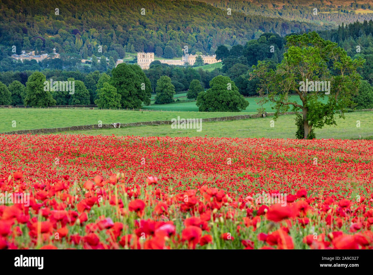 Beautiful red poppies set in the Derbyshire countryside with Chatsworth ...