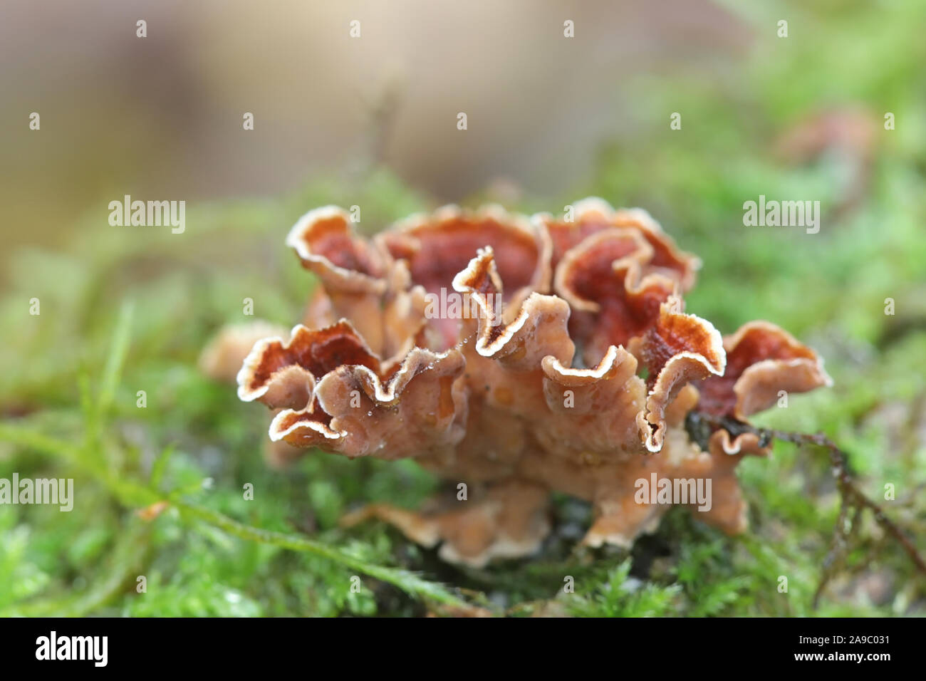 Stereum gausapatum, known as Bleeding Oak Crust, wild fungi from ...