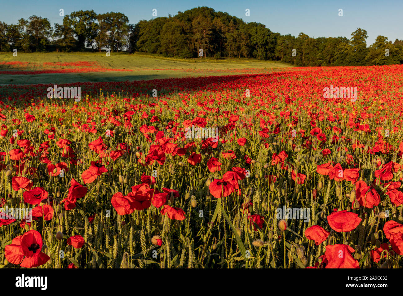 Red Poppies growing in a cornfield near the village of Hassop ...