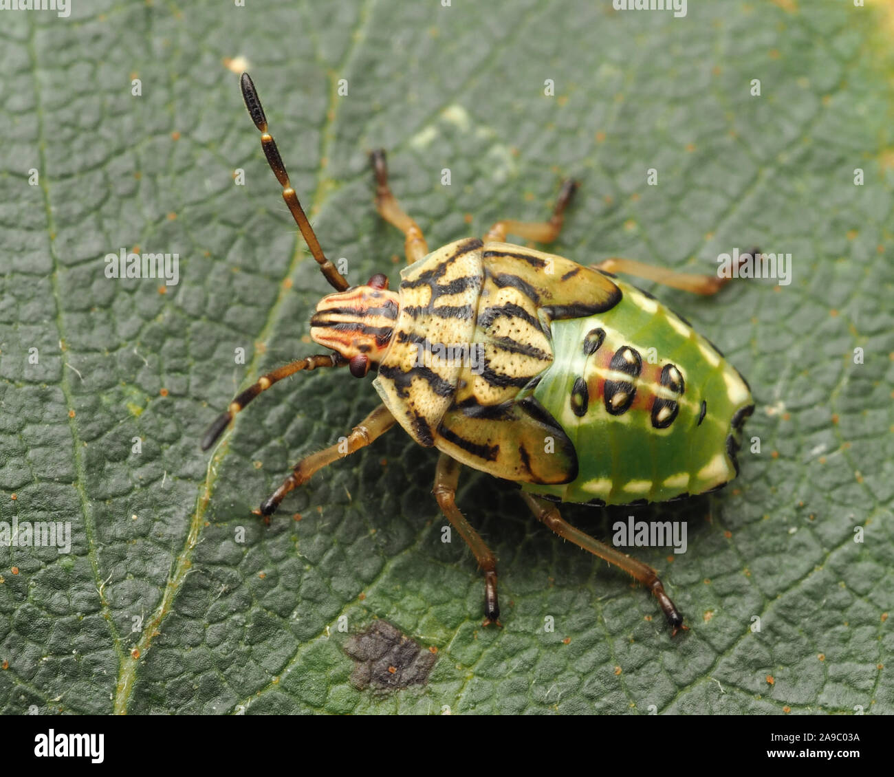 Dorsal view of Parent Bug final instar nymph (Elasmucha grisea) resting ...