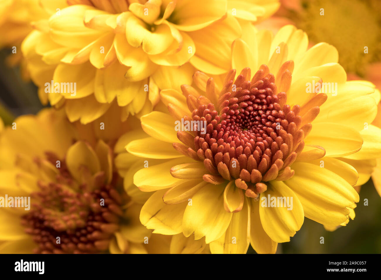 A close up studio photo of yellow mum flowers from a small bouquet ...